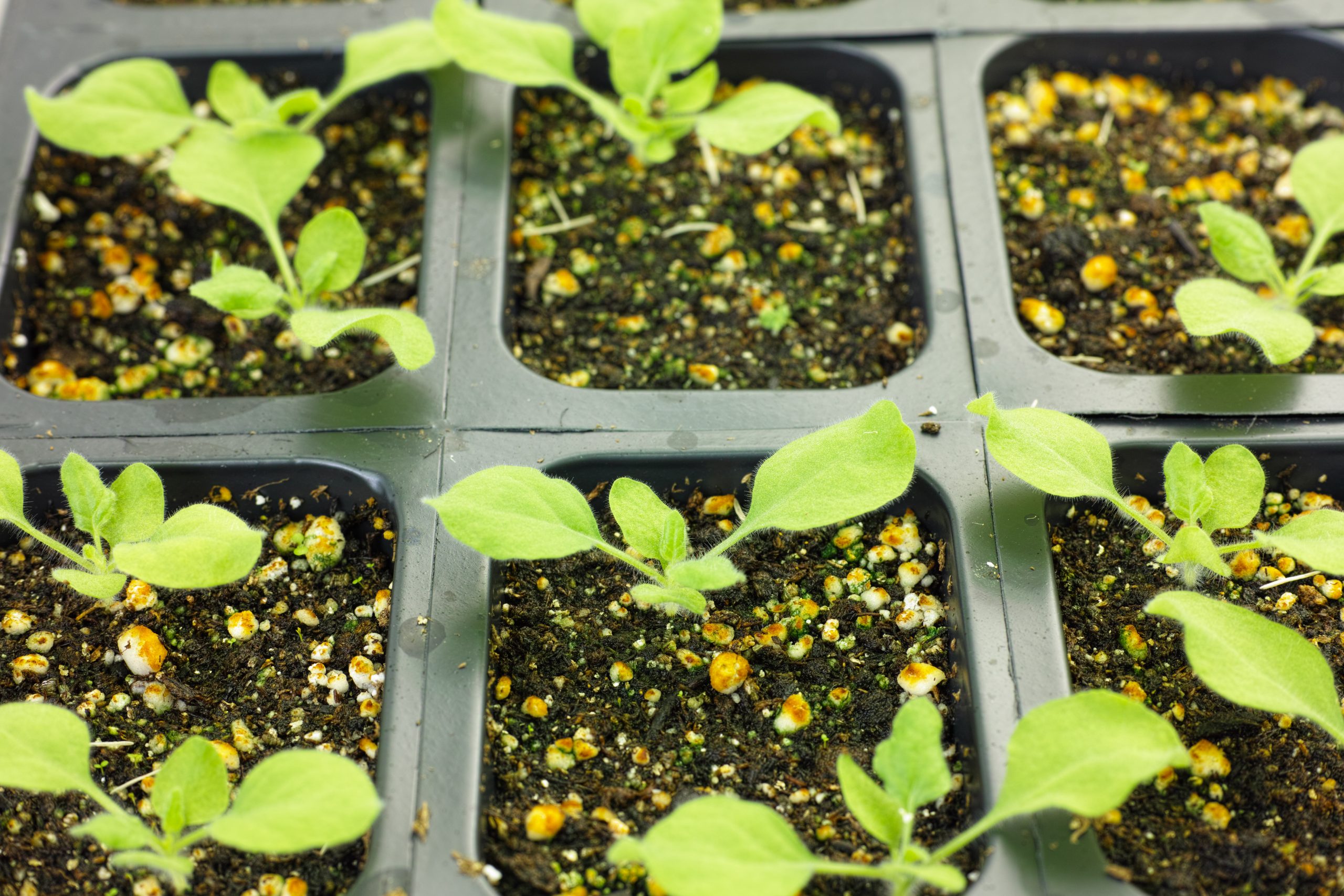 ベンサミアナタバコの遺伝子発現データベースを構築-実験モデル植物の遺伝子解析ツールをウェブで提供- | かずさDNA研究所 - 幅広く社会に ...